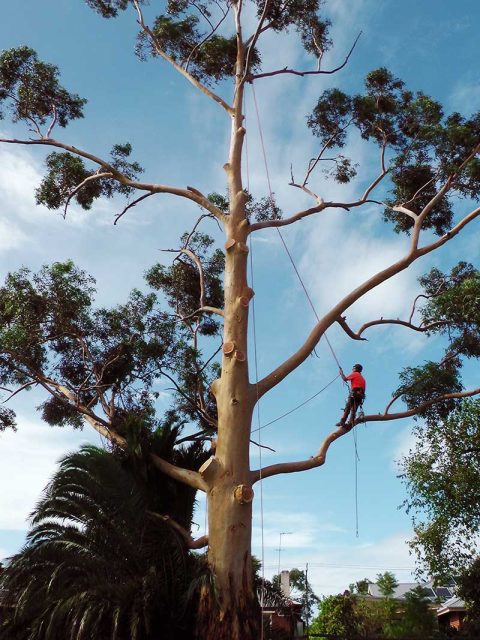 Jack of All Trees – Tree removal services Adelaide