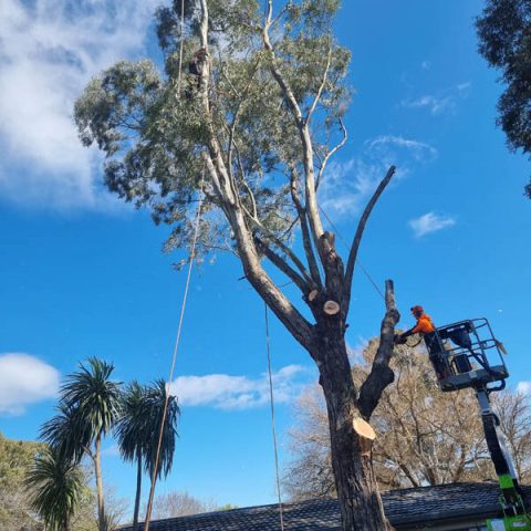 Jack of All Trees – Tree removal services Adelaide