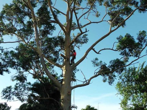 Contact Jack of All Trees - Jack of All Trees in Adelaide